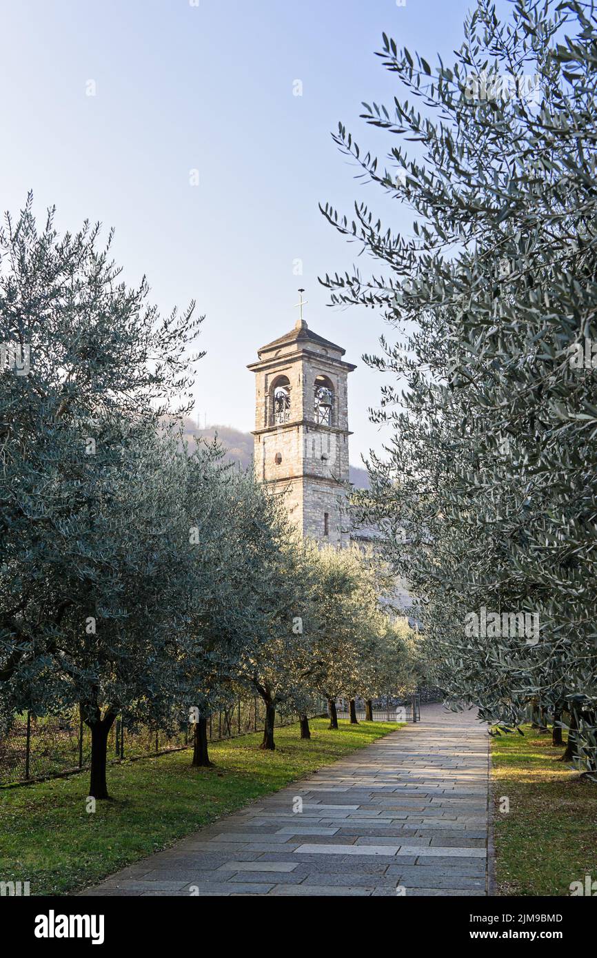 Beautiful olive groves in an ancient in Abbey of Piona in early morning ...