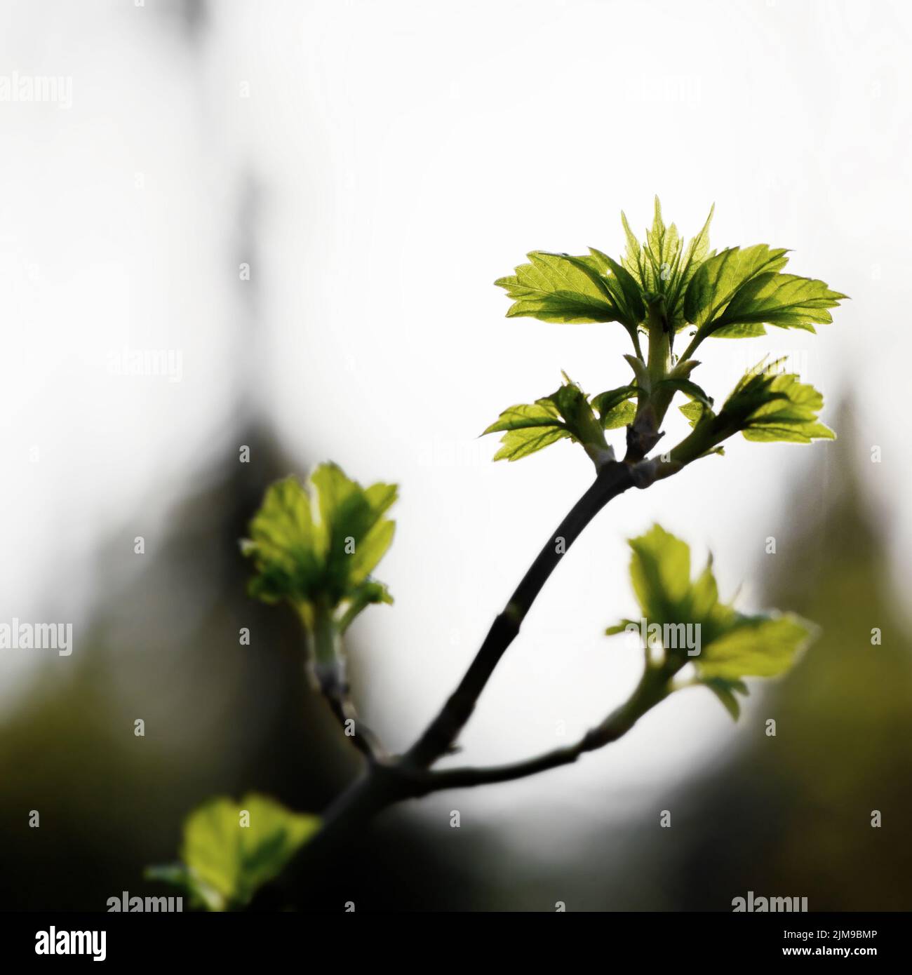 Spring leaves hi-res stock photography and images - Alamy