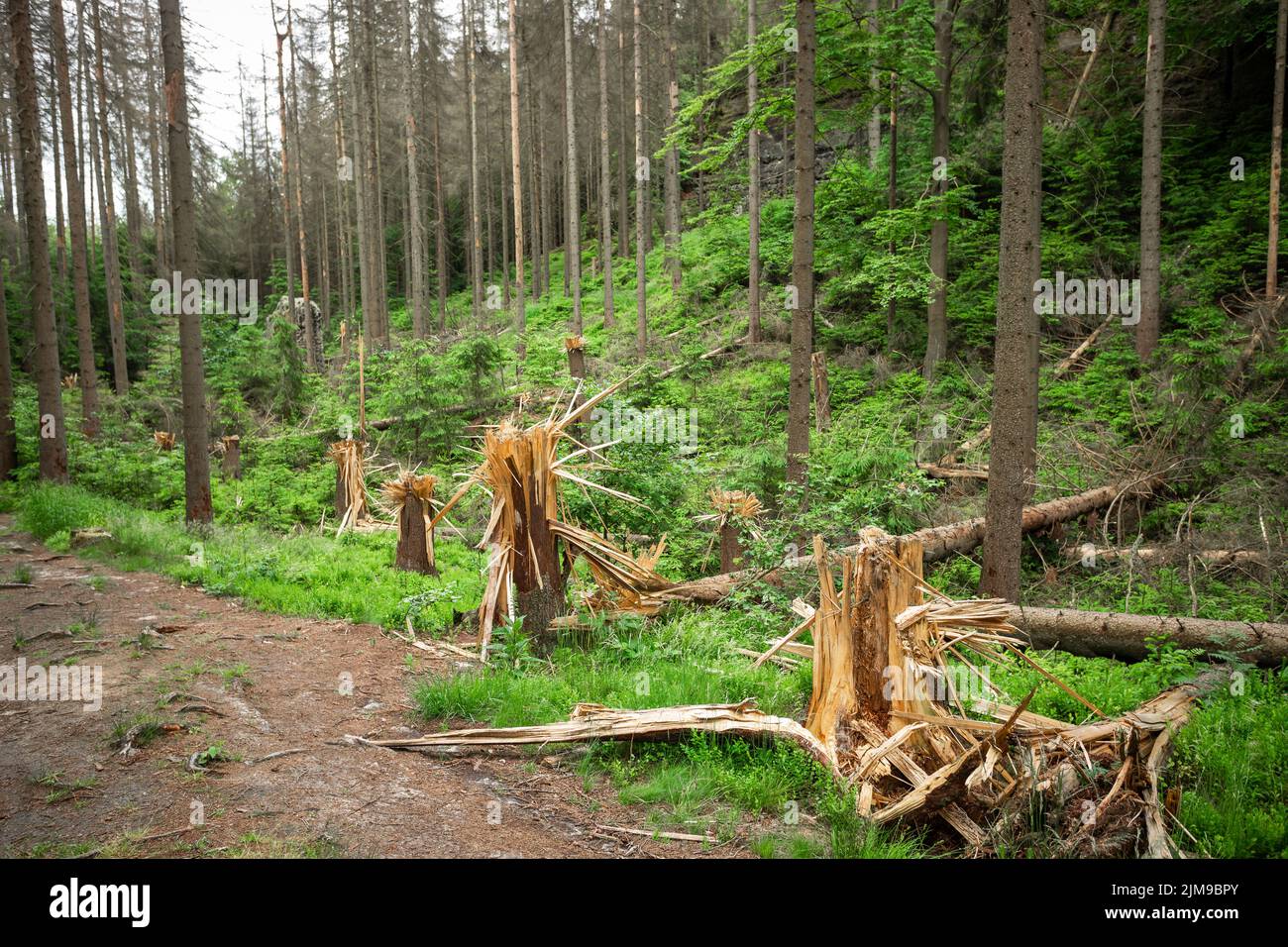 Trees broken from the base of the trunk in Bohemian Switzerland ...