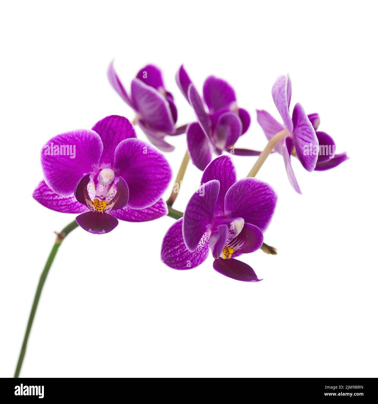 Very Rare Purple Orchid Isolated on White Background Stock Photo - Alamy