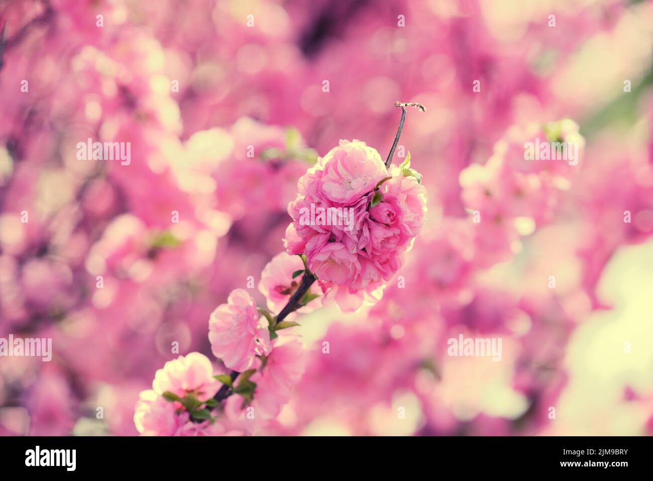 Beautiful delicate cherry tree hi-res stock photography and images - Alamy