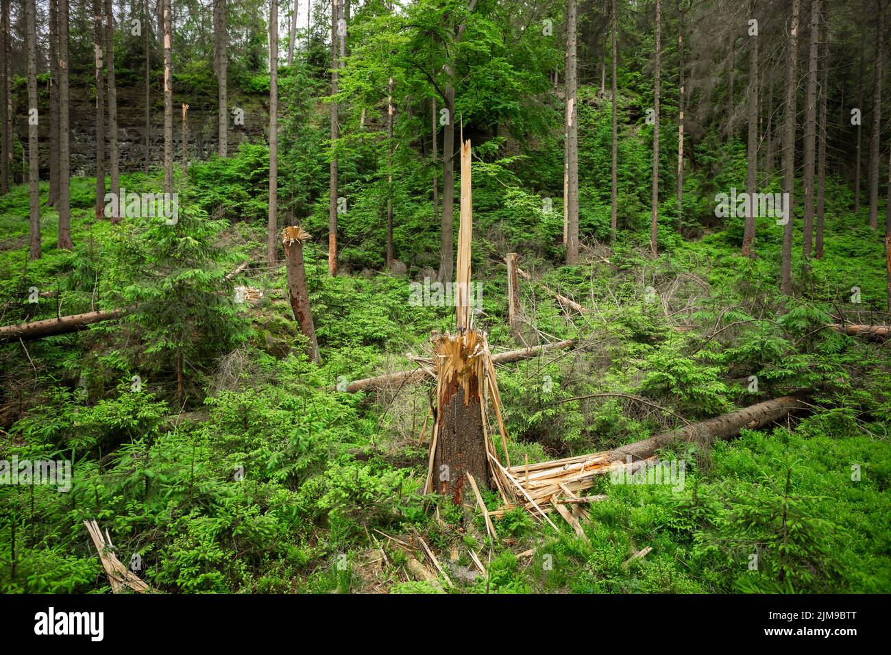 Trees broken from the base of the trunk in Bohemian Switzerland ...