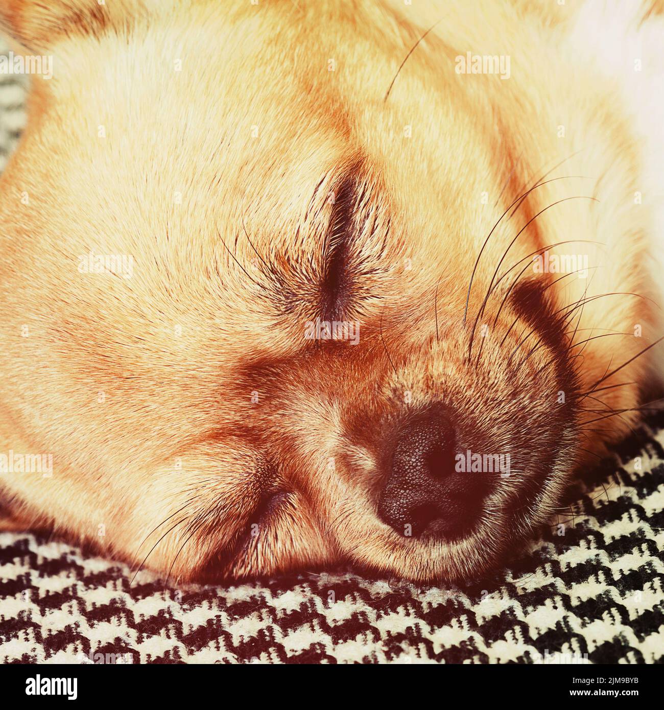 Sleeping Red Chihuahua Dog on Shemagh Pattern Background Stock Photo ...