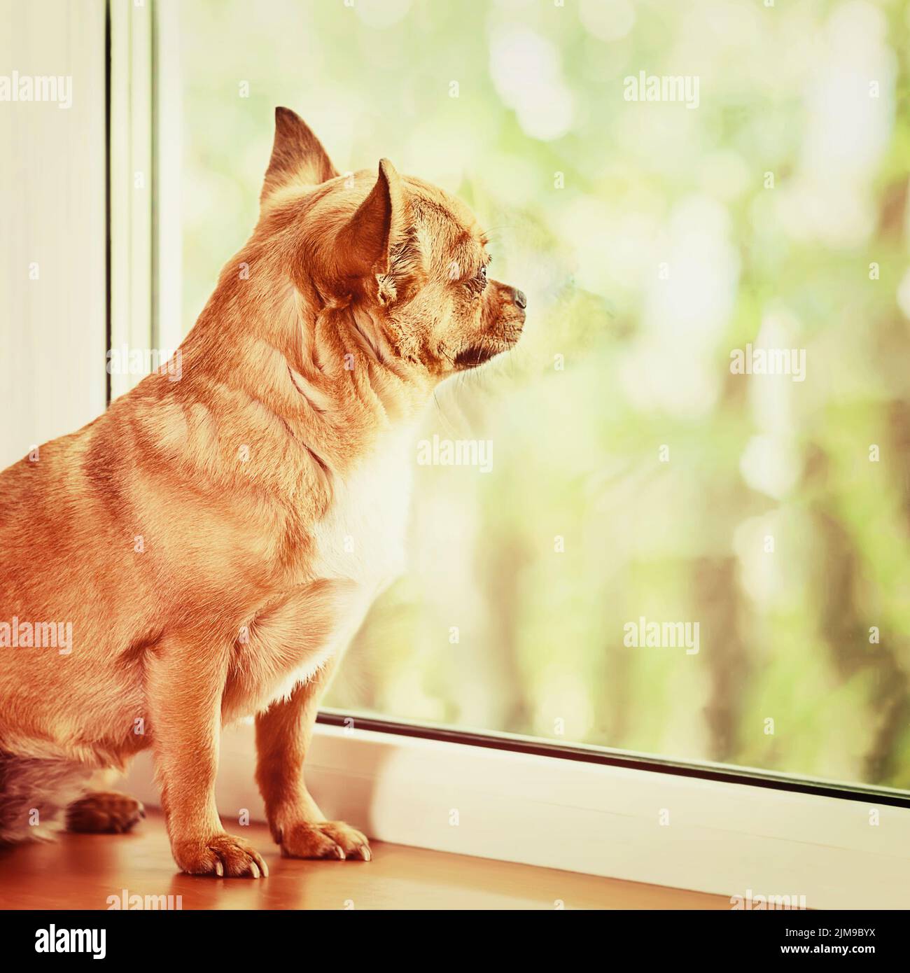 Red Chihuahua Dog Standing on Window Sill Stock Photo - Alamy