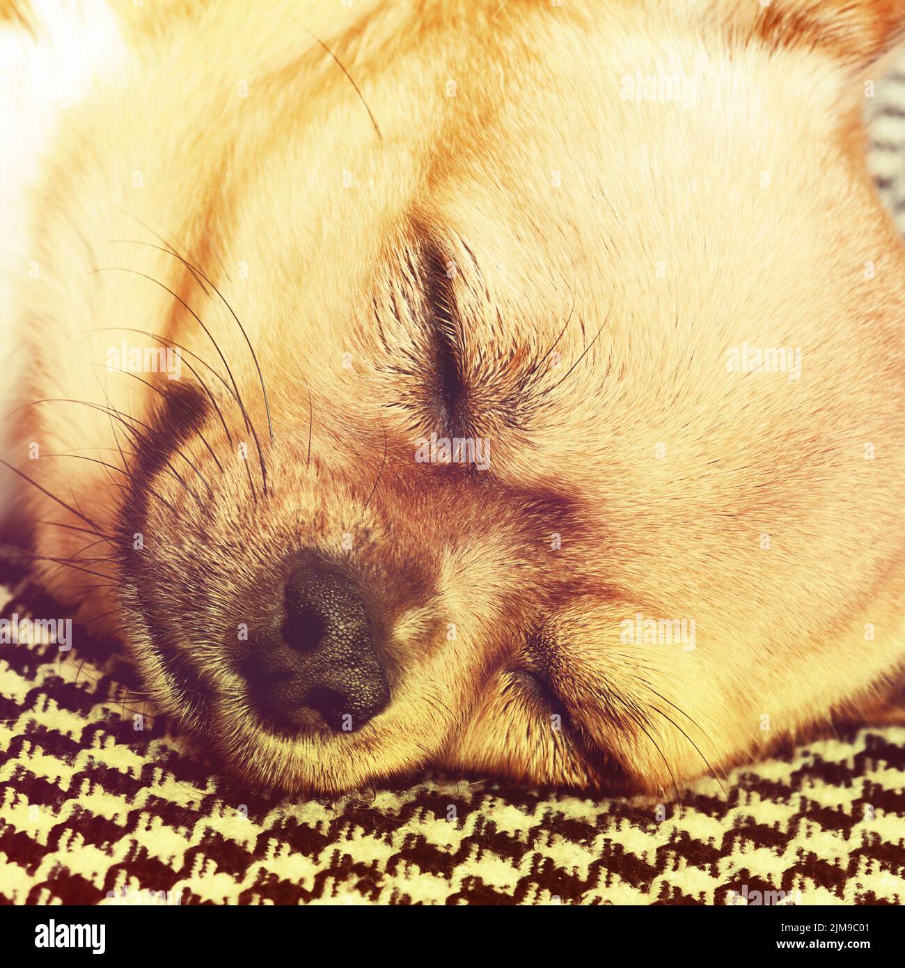 Sleeping Red Chihuahua Dog on Shemagh Pattern Background Stock Photo ...