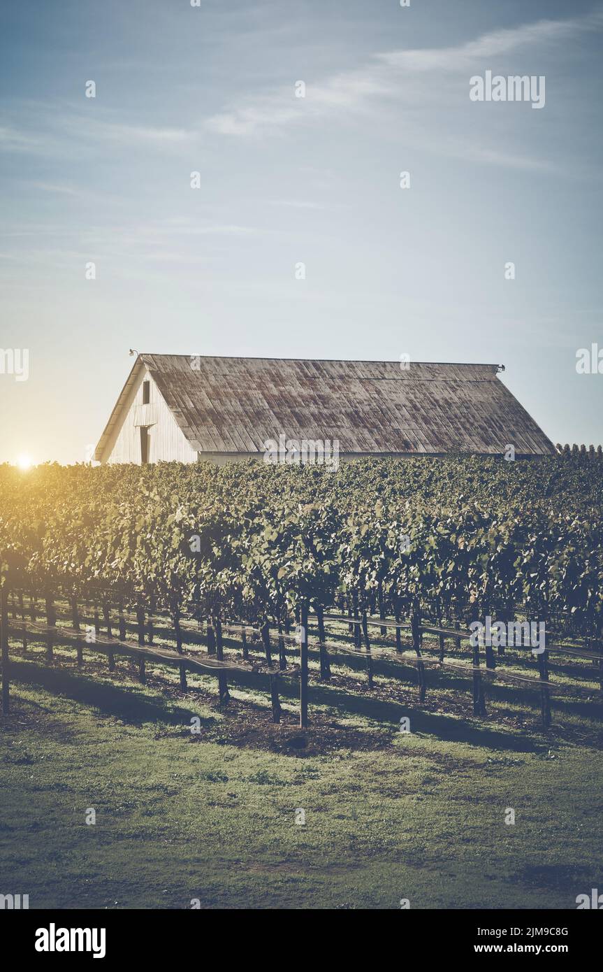 Vintage Barn in Vineyard applying Retro Instagram Film Style Stock ...
