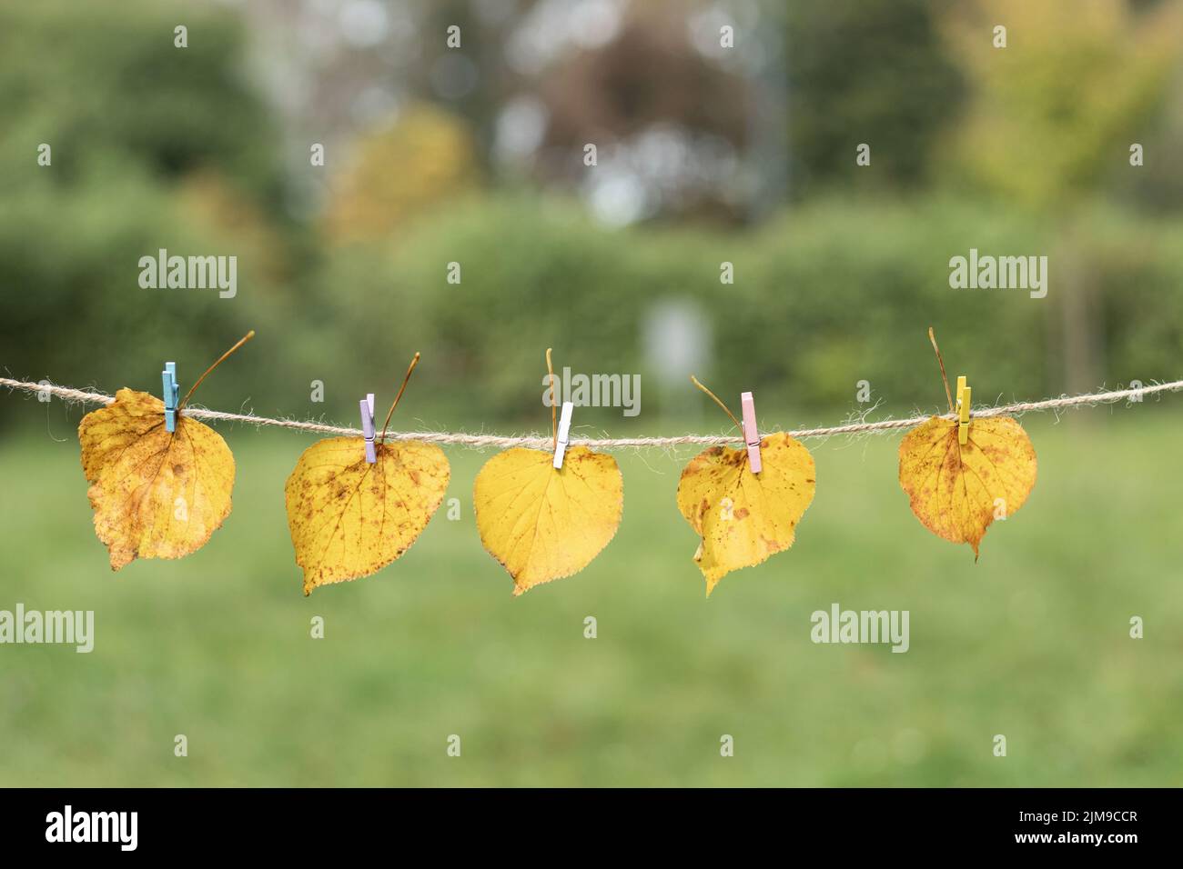 Yellow leaves are hung on a rope. Autumn leaves on autumn background ...