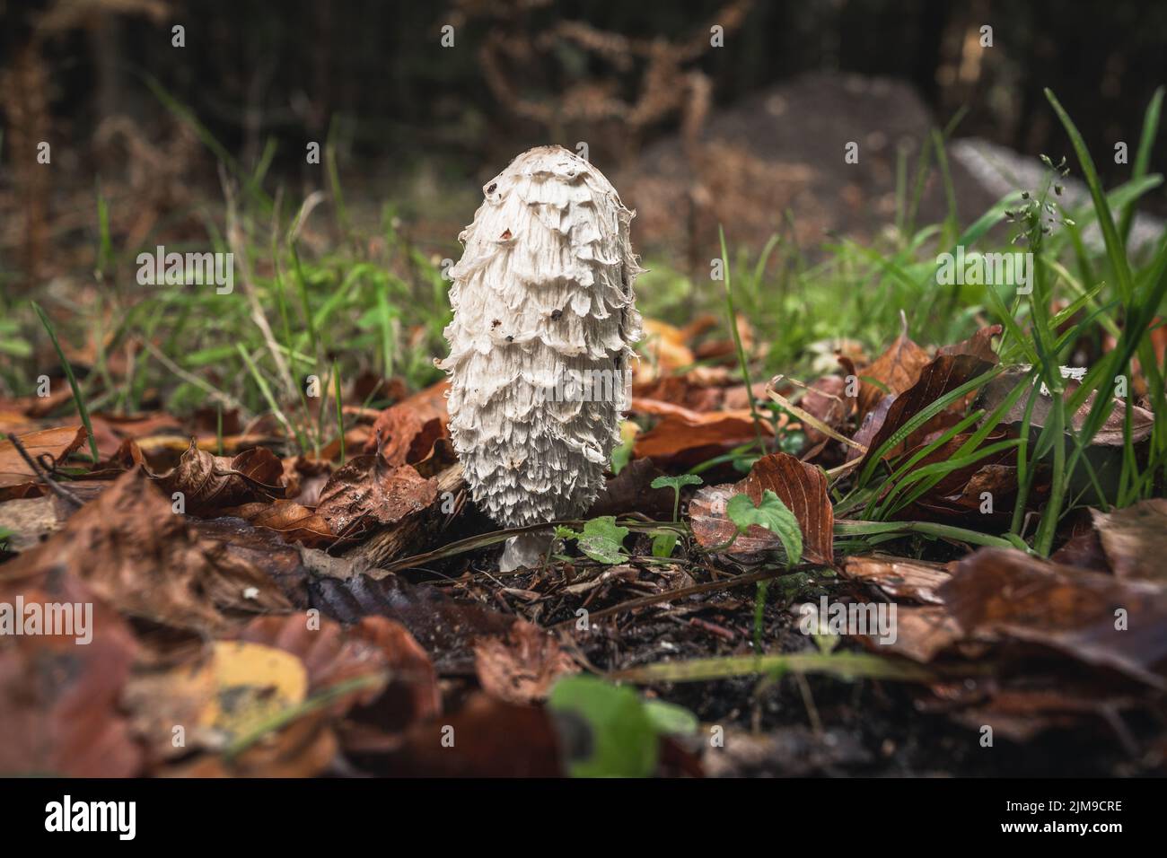 Coprinus comatus - The Shaggy Inkcap mushroom in the forest in Denmark Capital region Stock ...