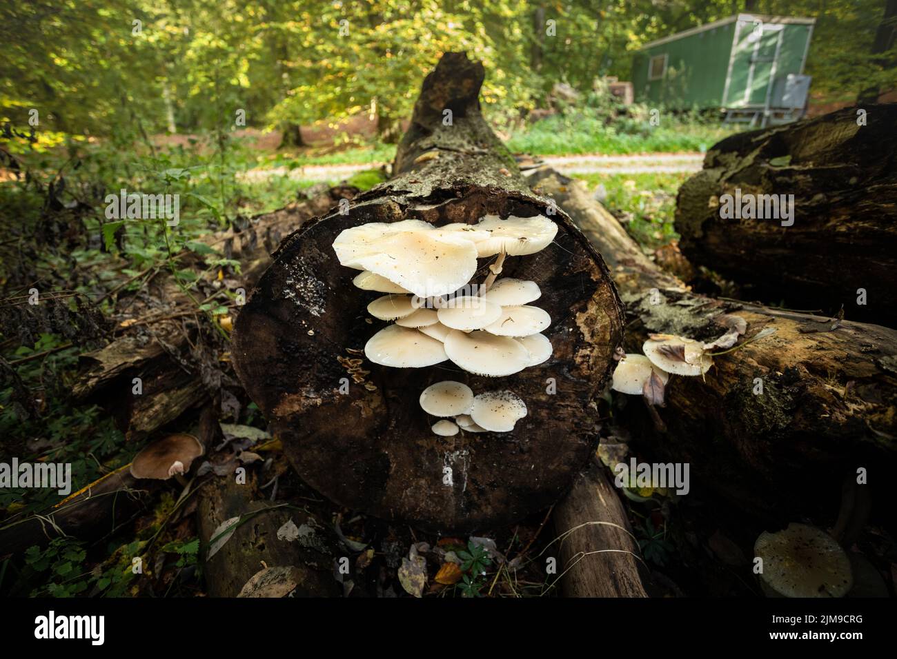 White mushroom growing on a cut tree in the forest in Denmark Stock ...