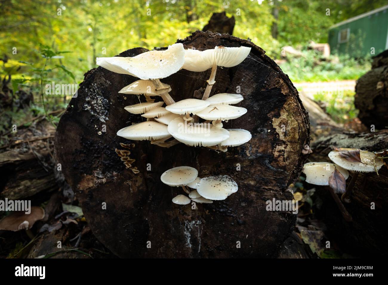 White mushroom growing on a cut tree in the forest in Denmark Stock ...