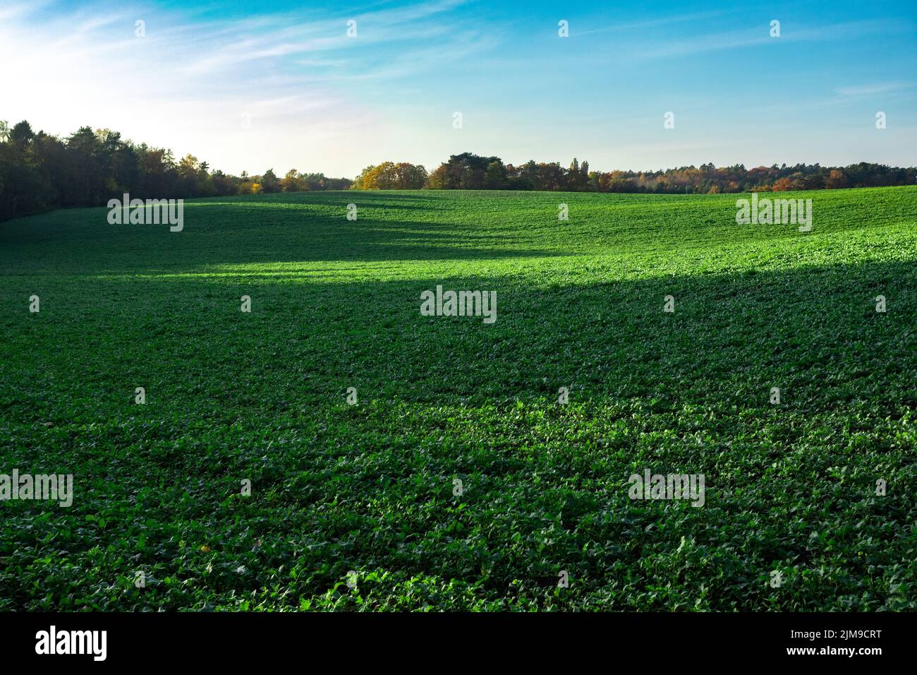 Green field plantation agriculture in Denmark Capital region Stock ...