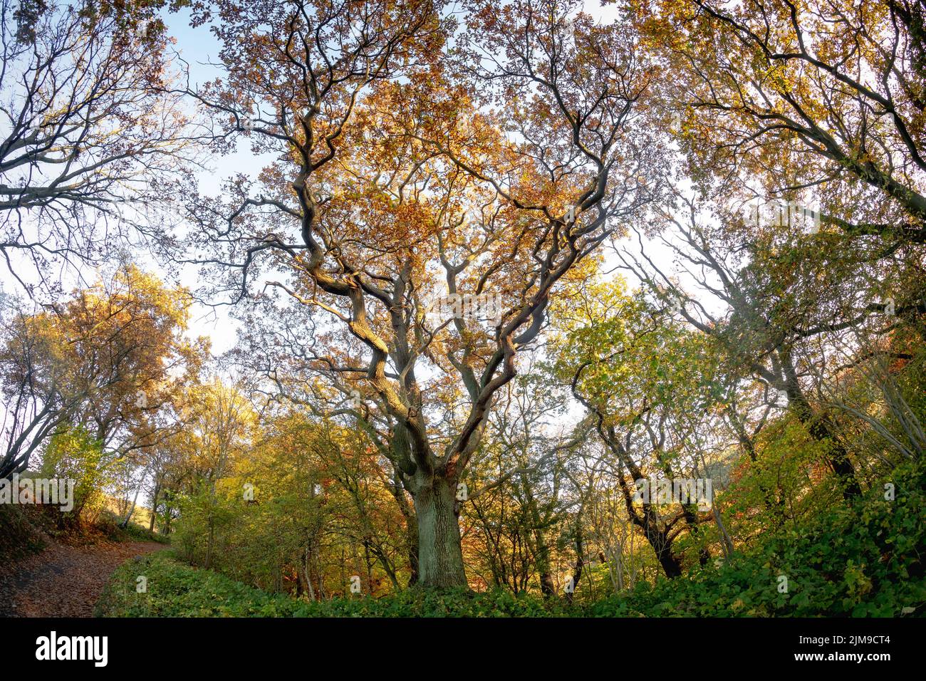 Old trees with wavy branches in the forest in Denmark capital region ...