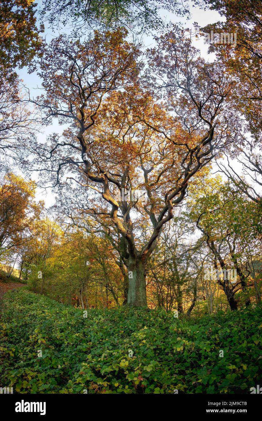 Old trees with wavy branches in the forest in Denmark capital region ...