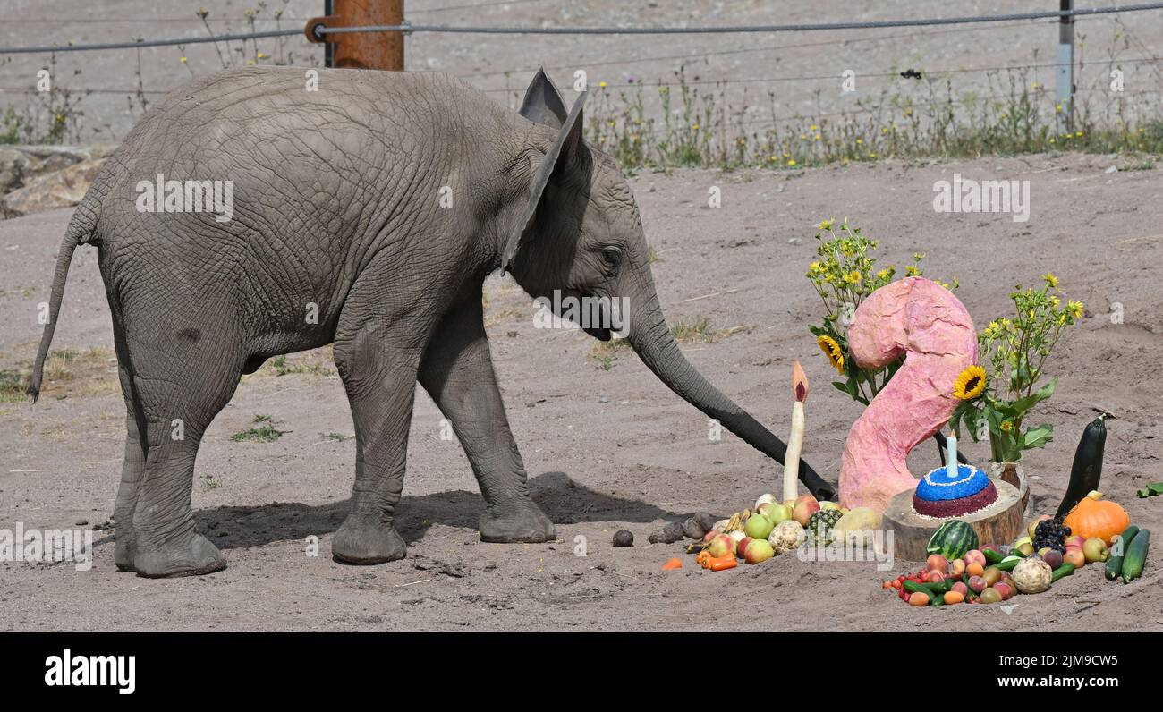 Erfurt, Germany. 05th Aug, 2022. Elephant girl Ayoka gets a vegetable ...