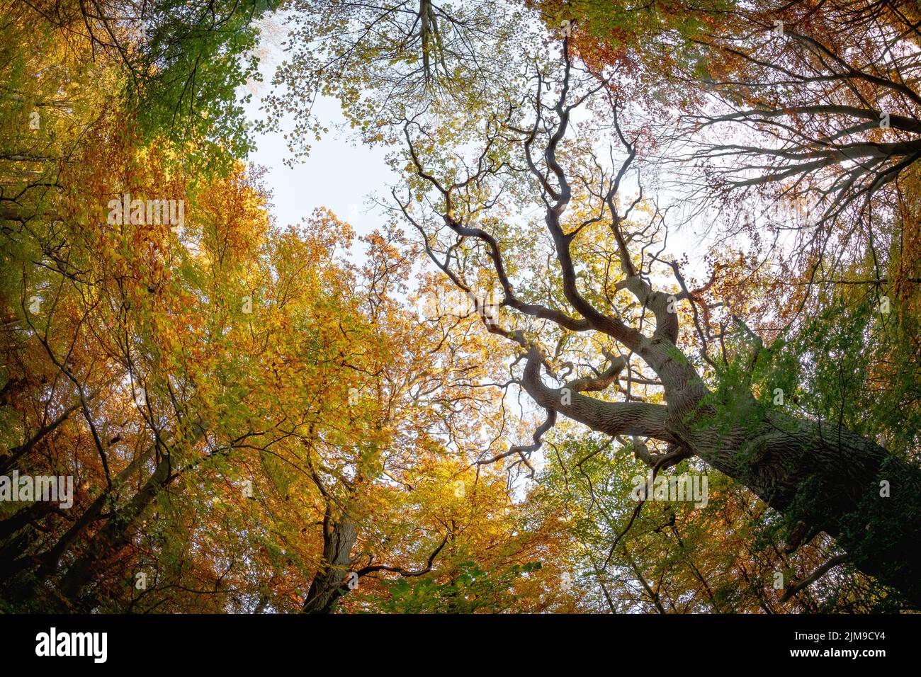 Old trees with wavy branches in the forest in Denmark capital region ...