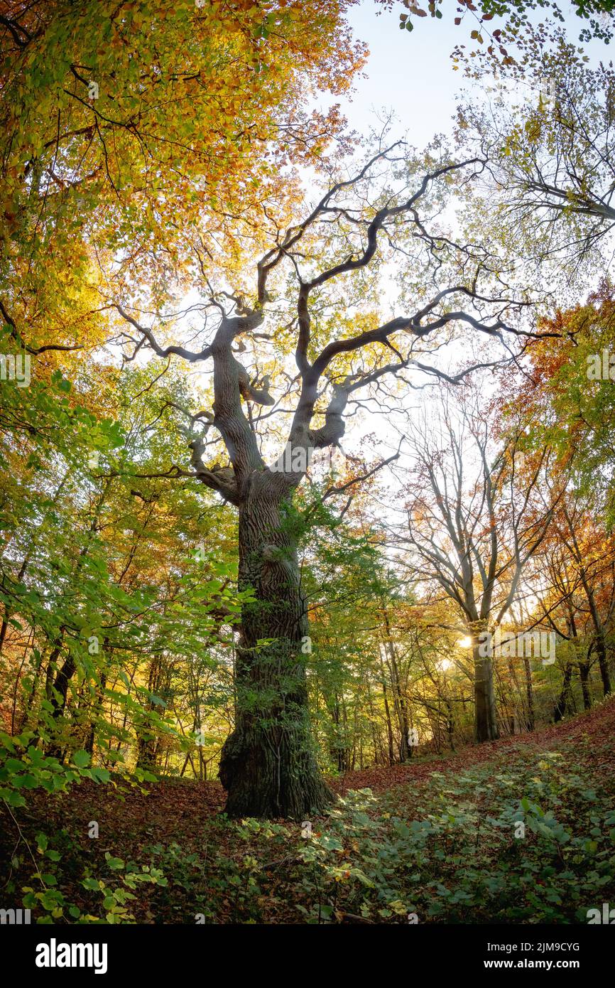 Wavy pasture hi-res stock photography and images - Alamy