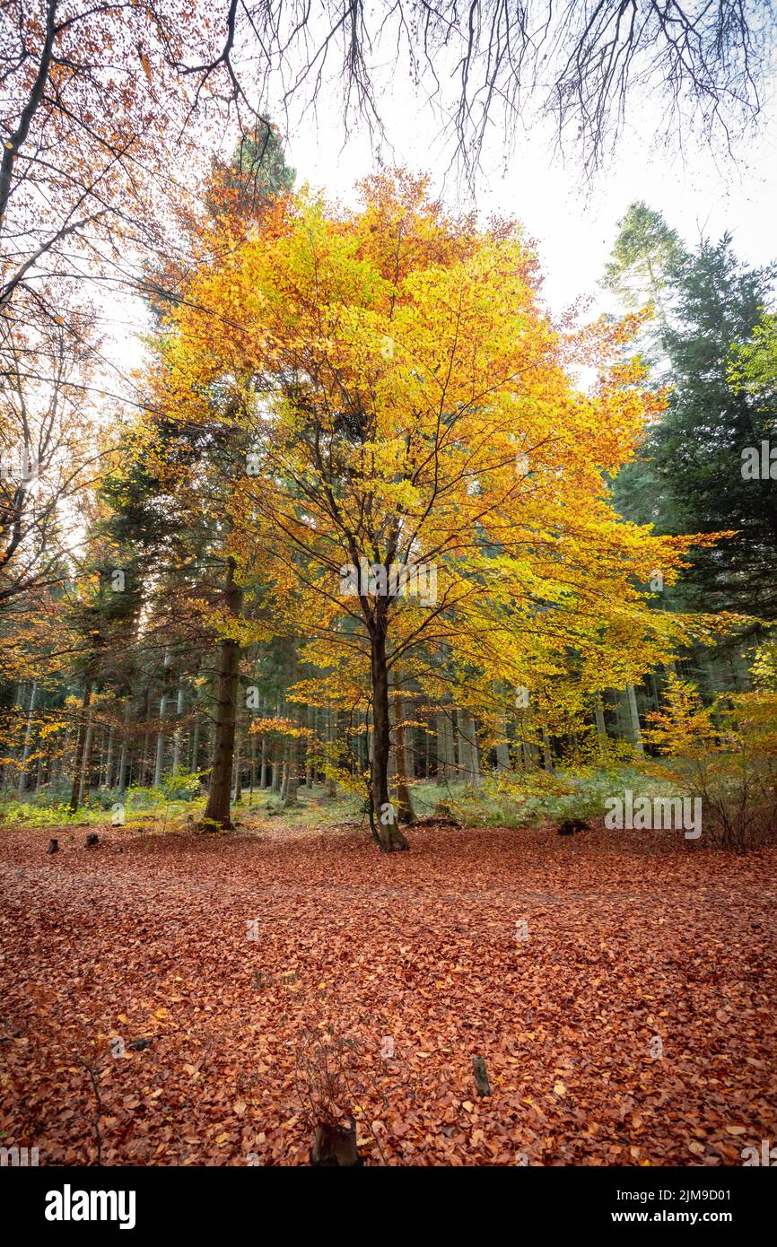 Autumn season in Denmark forest near Copenhagen Stock Photo - Alamy