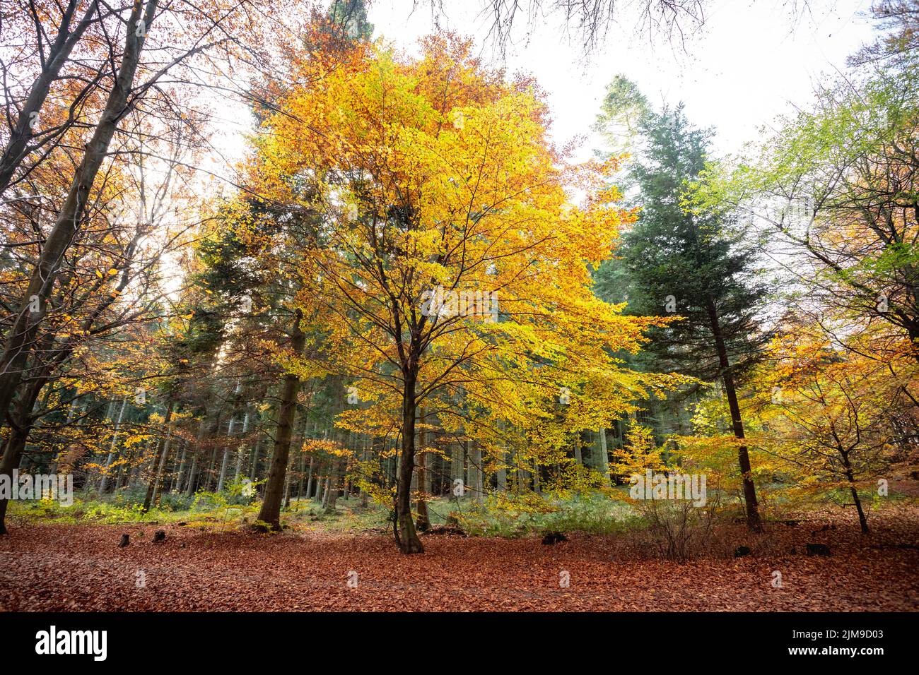 Autumn season in Denmark forest near Copenhagen Stock Photo - Alamy