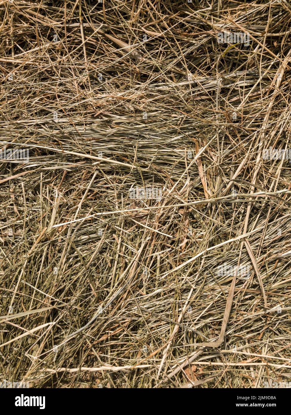 Hay or dried straw background, view from directly above Stock Photo - Alamy