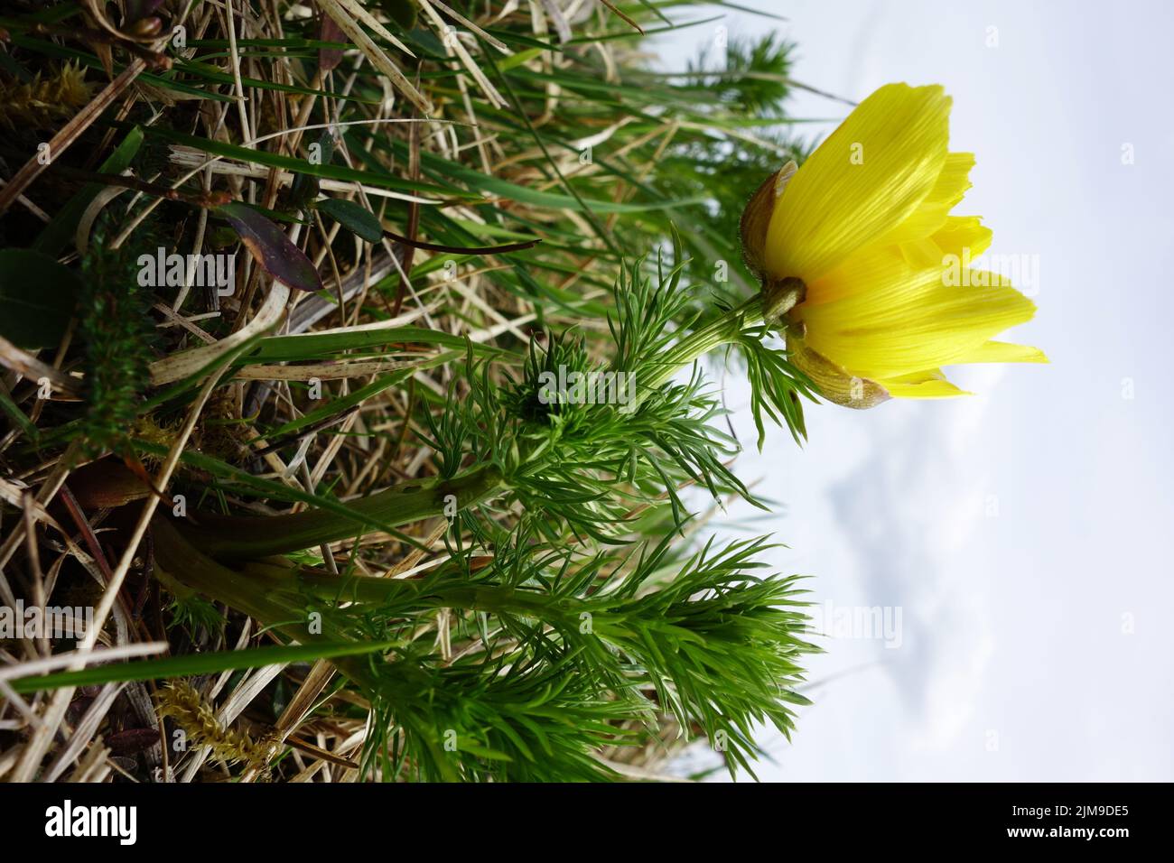 Adonis genus hi-res stock photography and images - Alamy