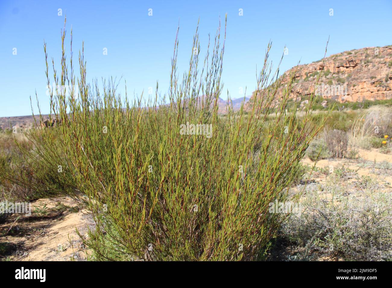 rooibos tea leaf in south africa Stock Photo - Alamy