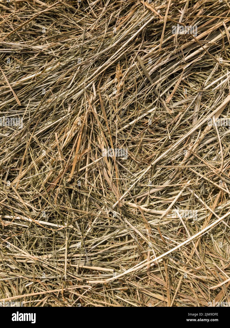 Hay or dried straw background, view from directly above Stock Photo - Alamy