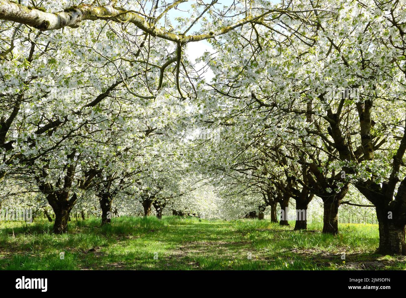 Cherry tree orchard fruit hi-res stock photography and images - Alamy