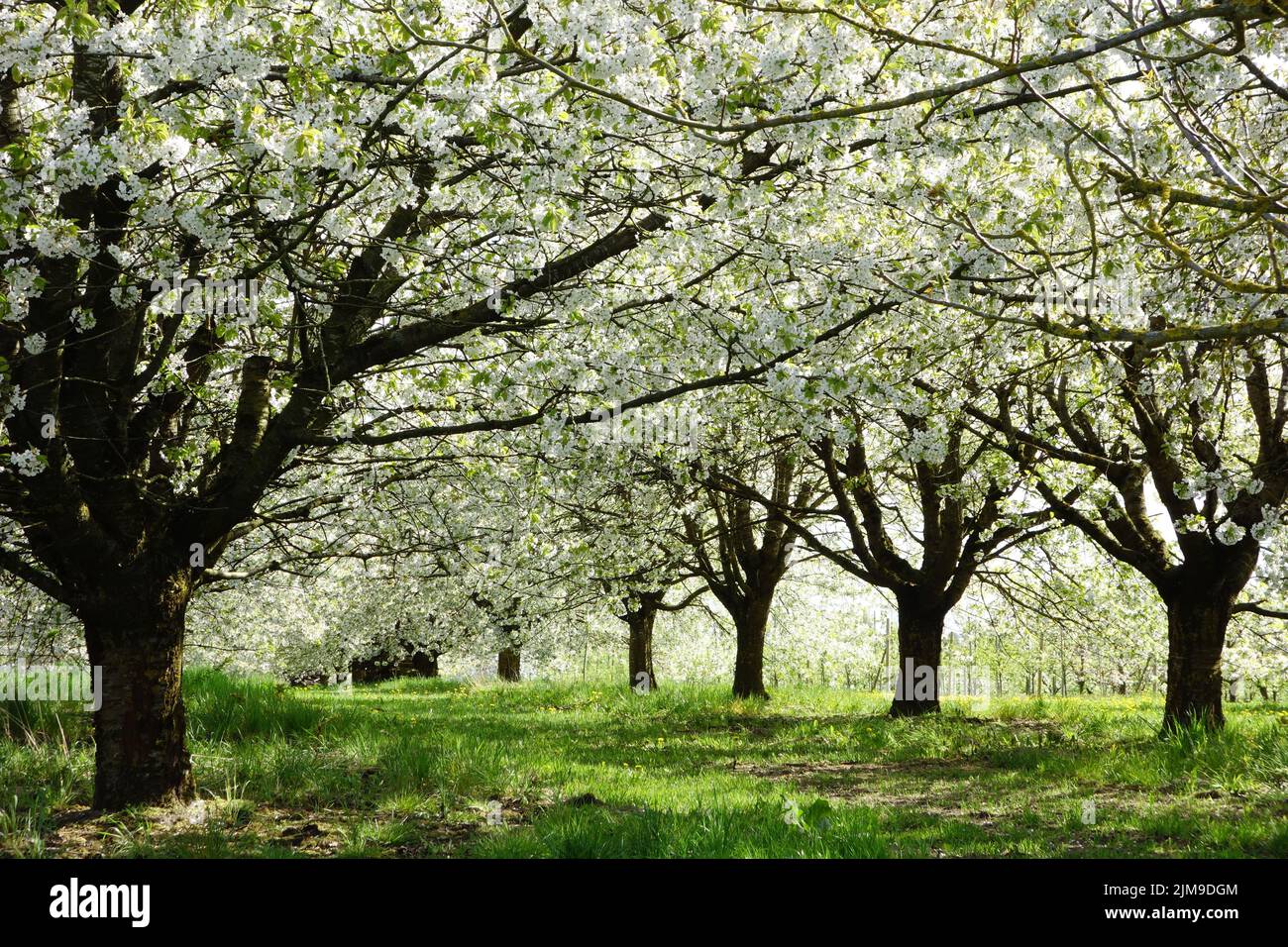 Cherry trees cherry plantation hi-res stock photography and images - Alamy