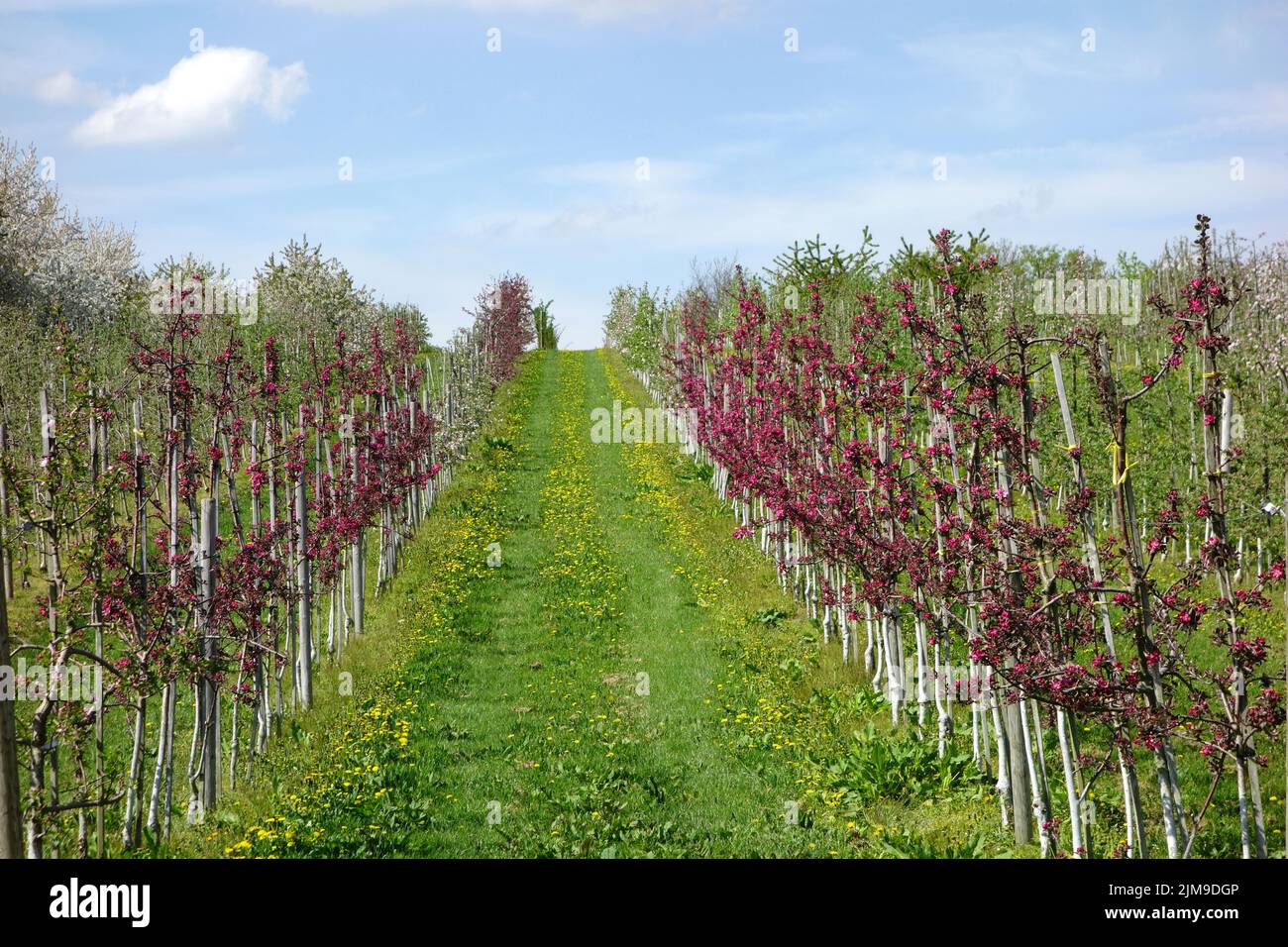 Fruit plantation hi-res stock photography and images - Alamy