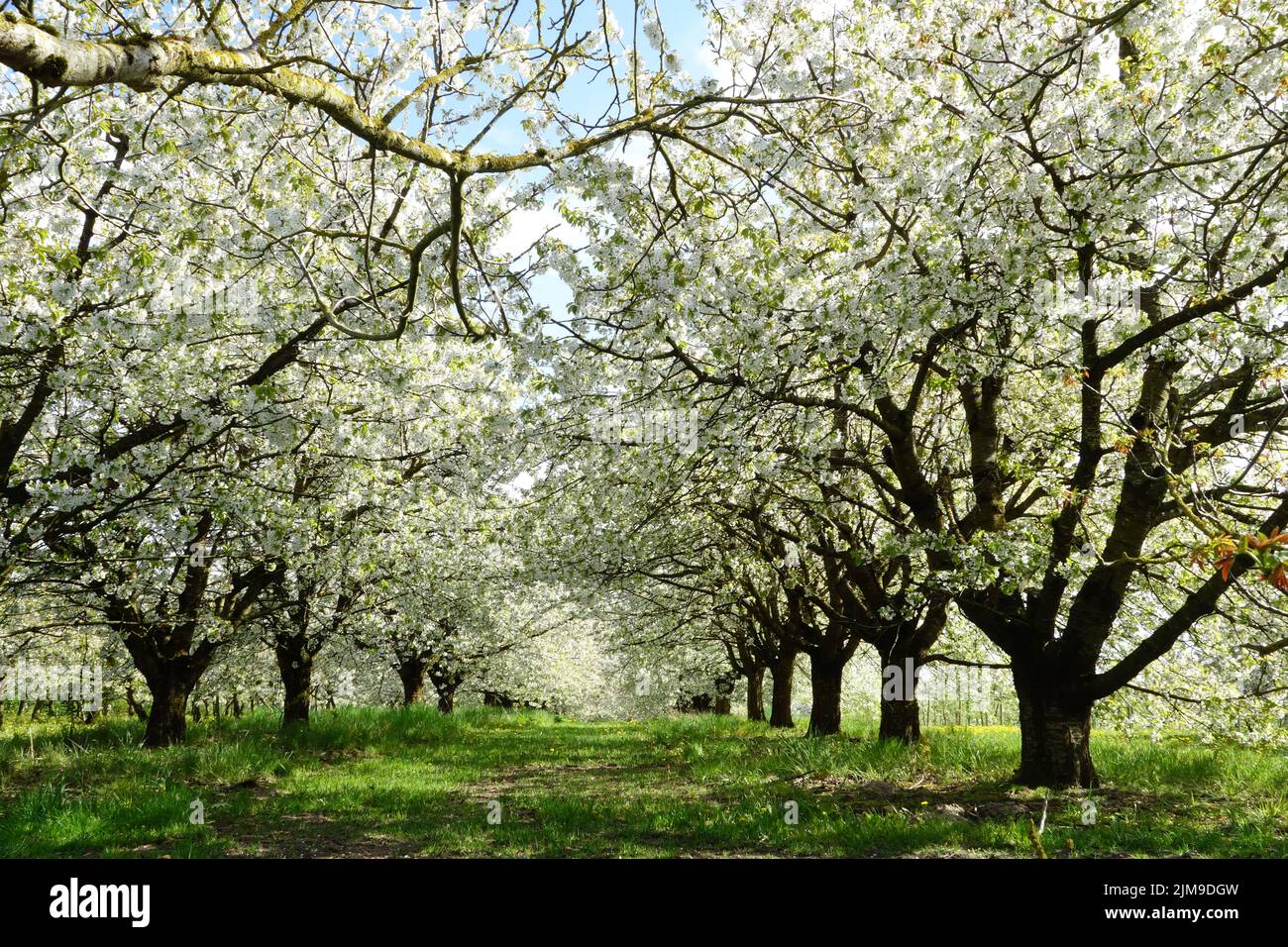Cherry trees cherry plantation hi-res stock photography and images - Alamy