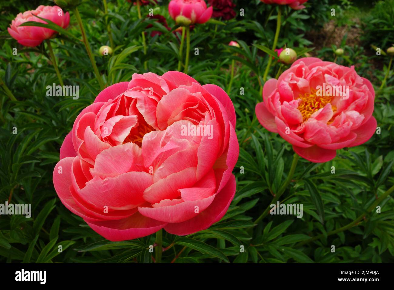 Common peonies hi-res stock photography and images - Alamy