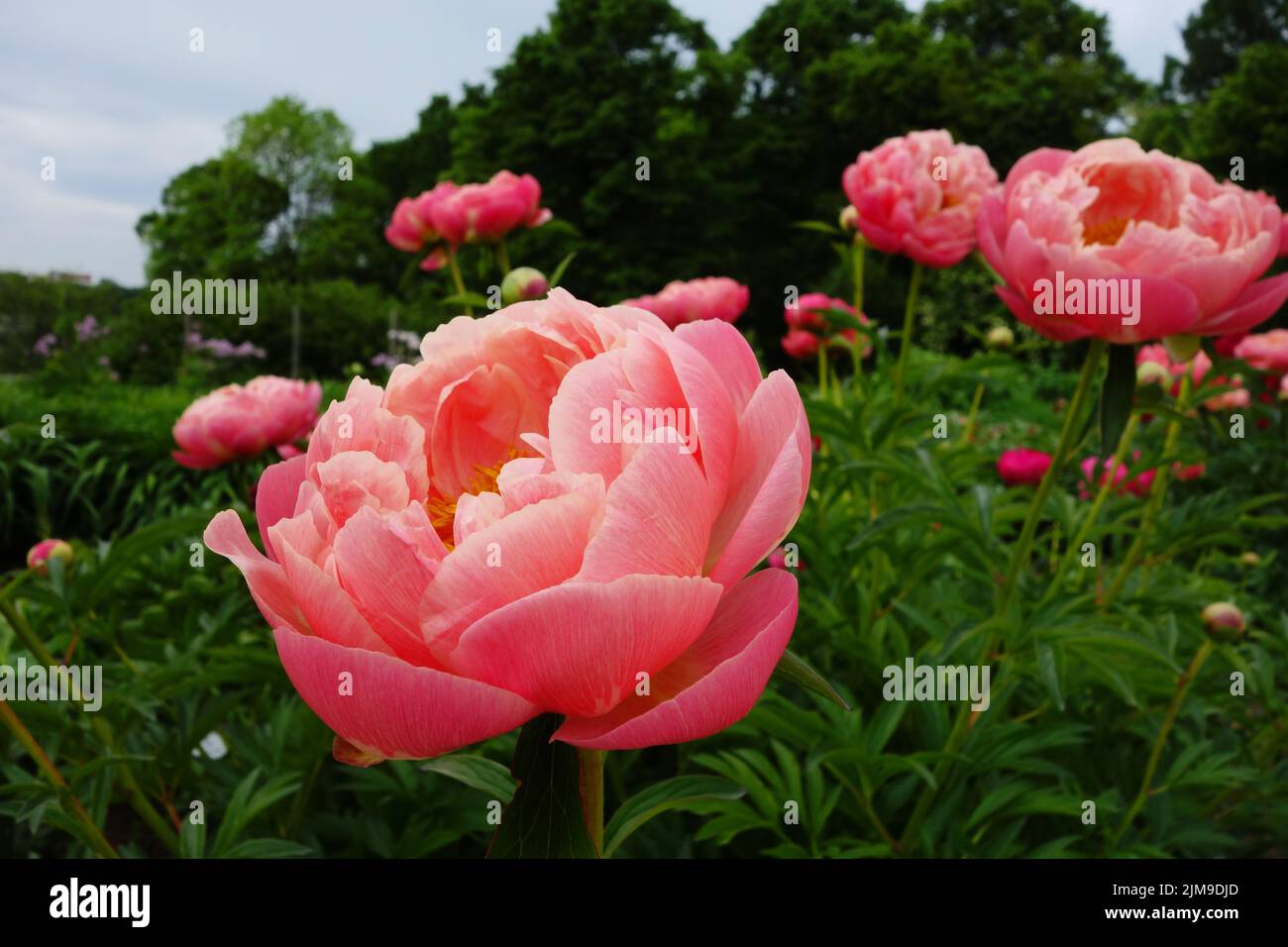 Red common peony flower hi-res stock photography and images - Alamy