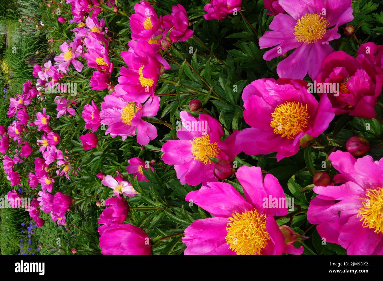 Common peonies hi-res stock photography and images - Alamy