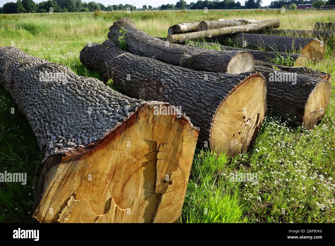 Natural tree construction hi-res stock photography and images - Alamy