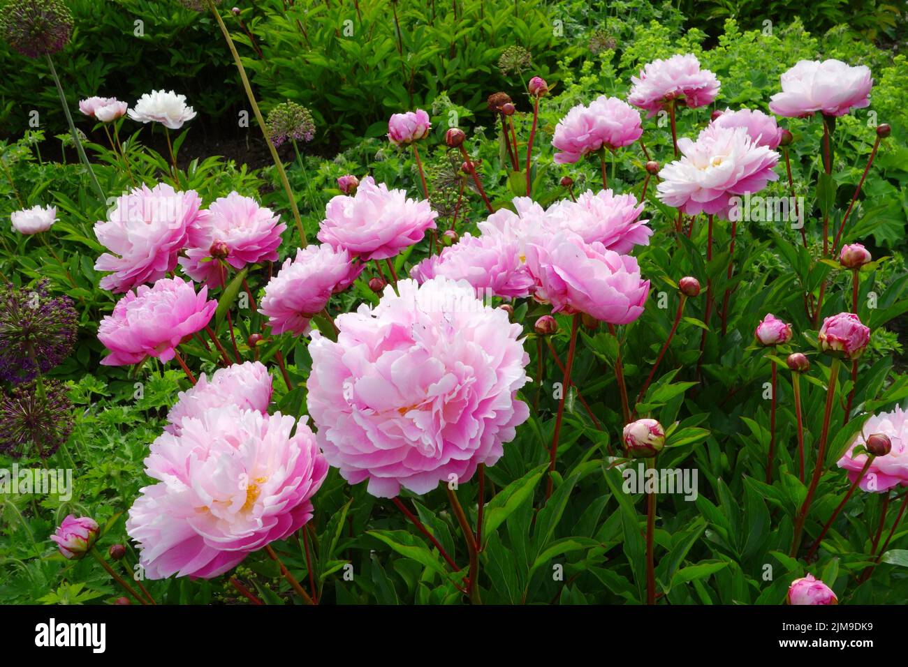 Common peonies hi-res stock photography and images - Alamy