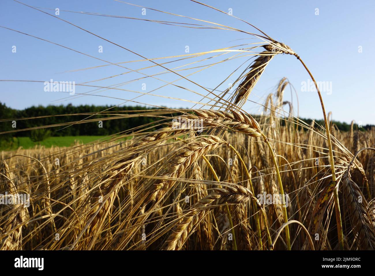 Plant of cereals hi-res stock photography and images - Alamy
