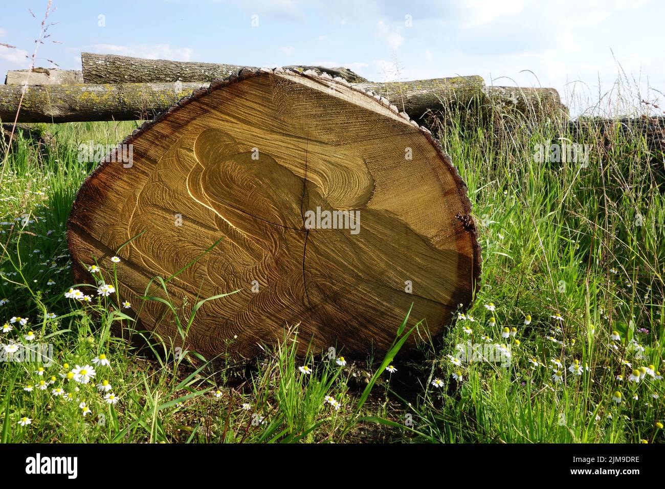 Trunk construction hi-res stock photography and images - Alamy