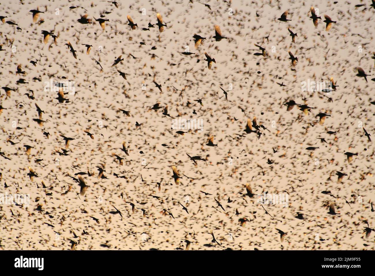 Millionen voegel hi-res stock photography and images - Alamy