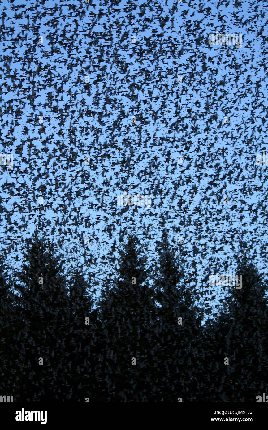 Grosse schwaerme in orange hi-res stock photography and images - Alamy