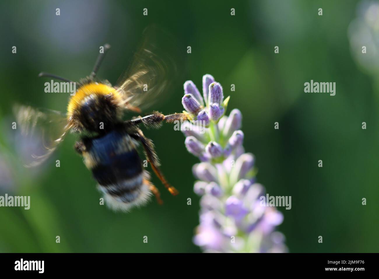 Bumblebee in flight with lavender branch Stock Photo - Alamy