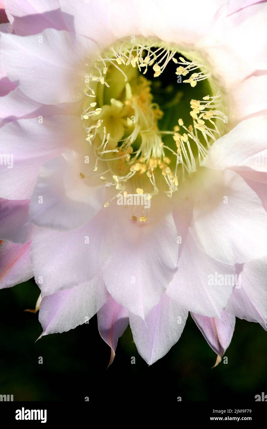Bauer cactus hi-res stock photography and images - Alamy