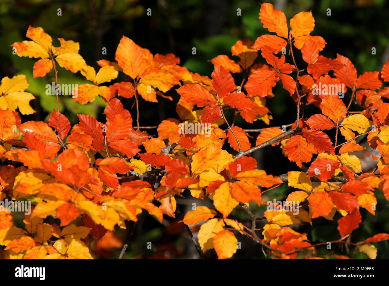 Colorful autumn greenery Stock Photo - Alamy