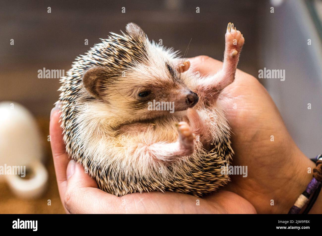 Hedgehog in hand at a Japanese Hedgehog cafe Stock Photo - Alamy