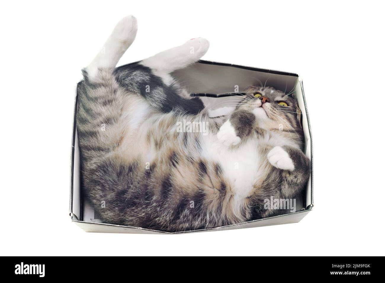 Cat lying in box on white background Stock Photo - Alamy