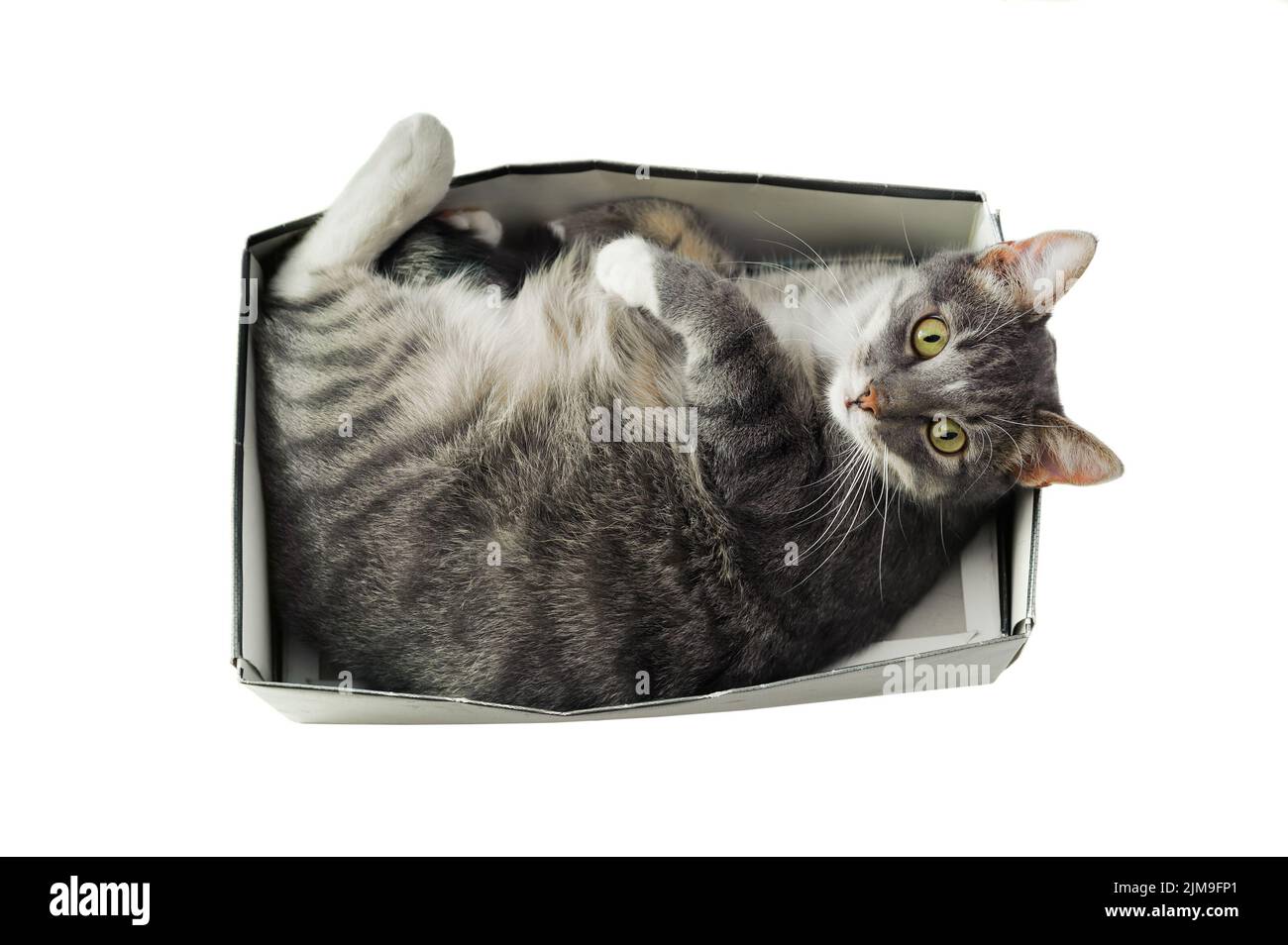 Cat lying in box on white background Stock Photo - Alamy