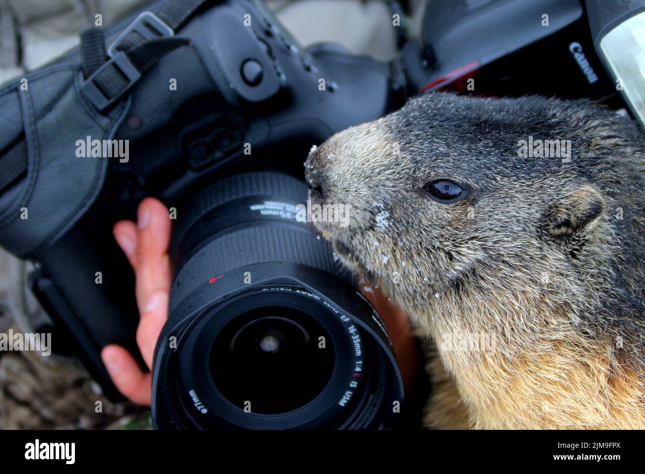 Trusting animals hi-res stock photography and images - Alamy