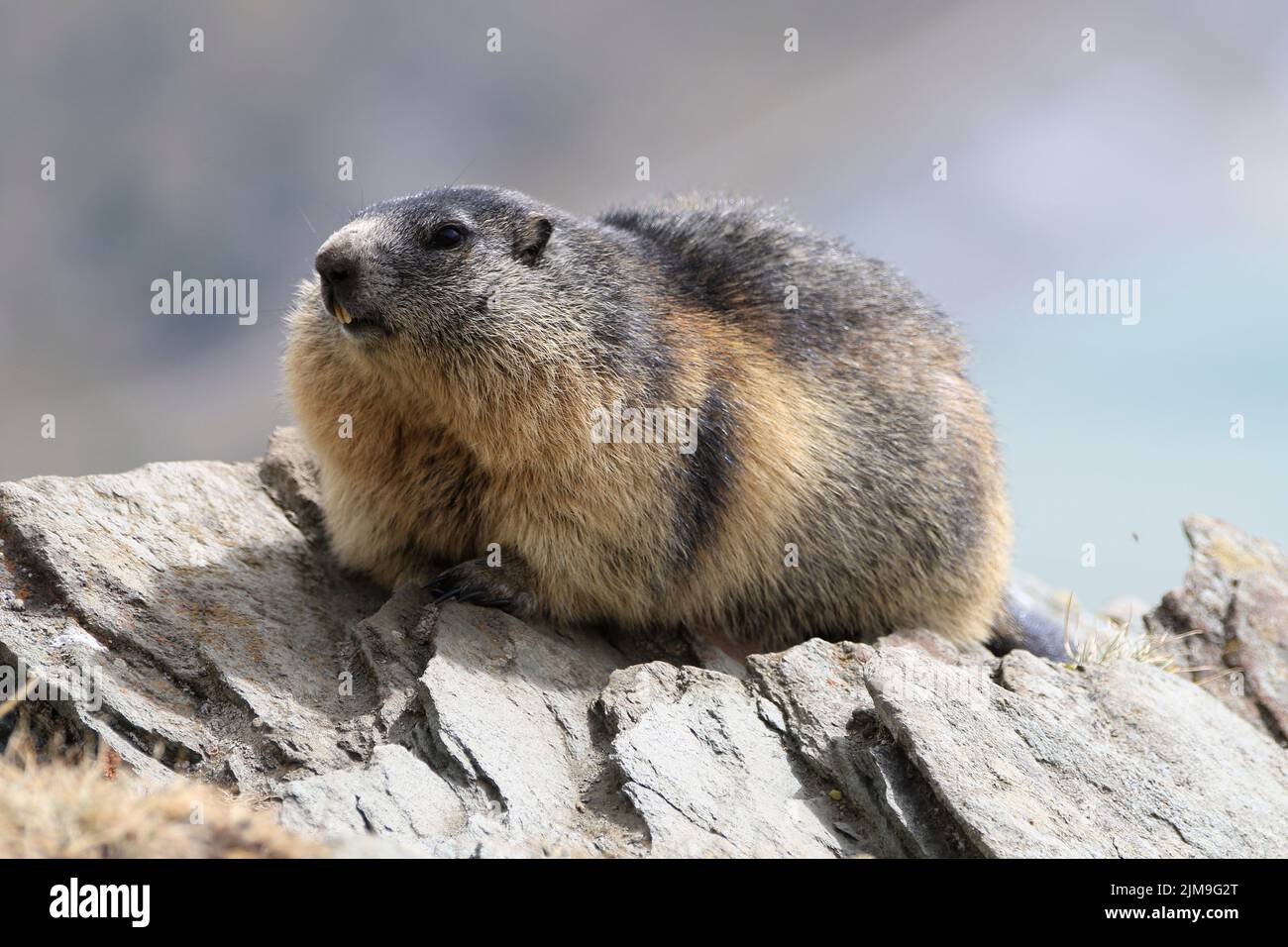 Alpine marmot in High Tauern, National Park, Austria, Europe, Marmota ...