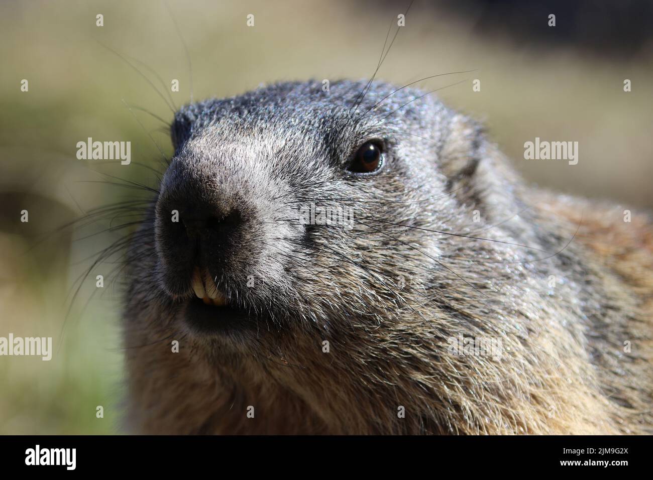 Alpine marmot in High Tauern, National Park, Austria, Europe, Marmota ...