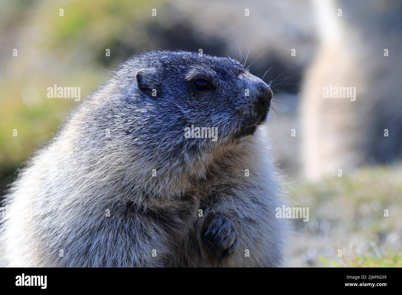 Alpine marmot in High Tauern, National Park, Austria, Europe, Marmota ...