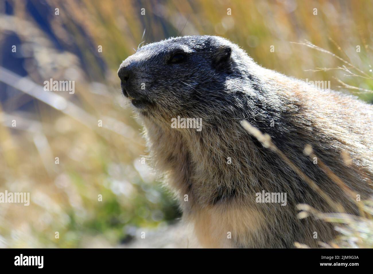 Alpine marmot in High Tauern, National Park, Austria, Europe, Marmota ...